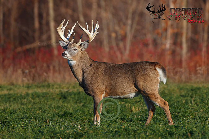 200 class buck in alfalfa